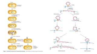 Horizontal gene transfer with gene mapping | PPTX