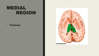 Horizontal section of brain.pptx