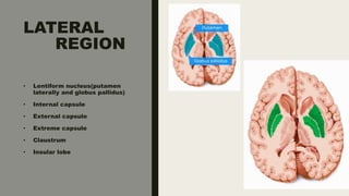 Horizontal section of brain.pptx