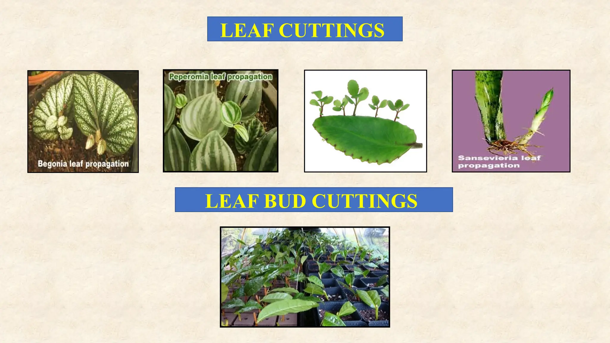 Asexual Propagation Importance Advantages And Disadvantages Of