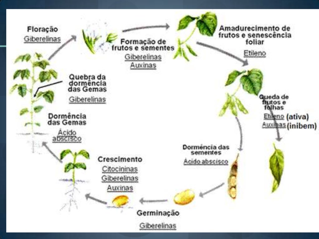 Hormônios vegetais