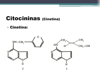 Hormônios vegetais – giberelinas, etileno, citocininas e Ácido Abscís…