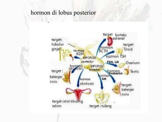 HORMON.pptx