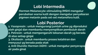 hormon.pptx