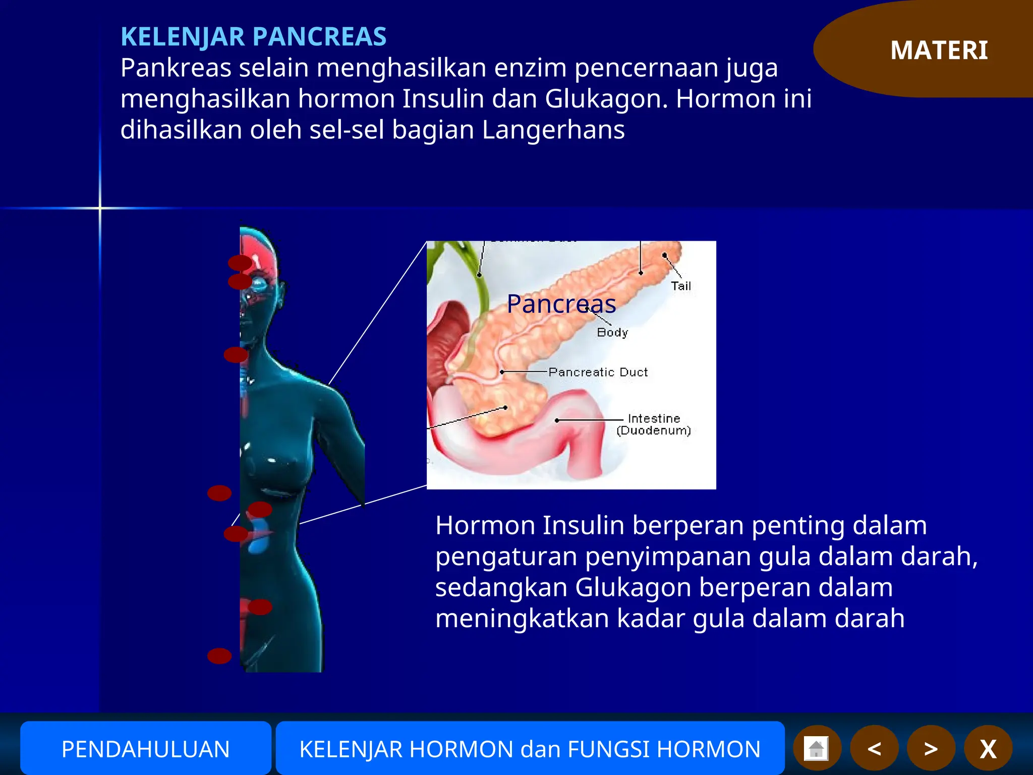 materi hormon kelas XI Sekolah Menengah Atas.ppt