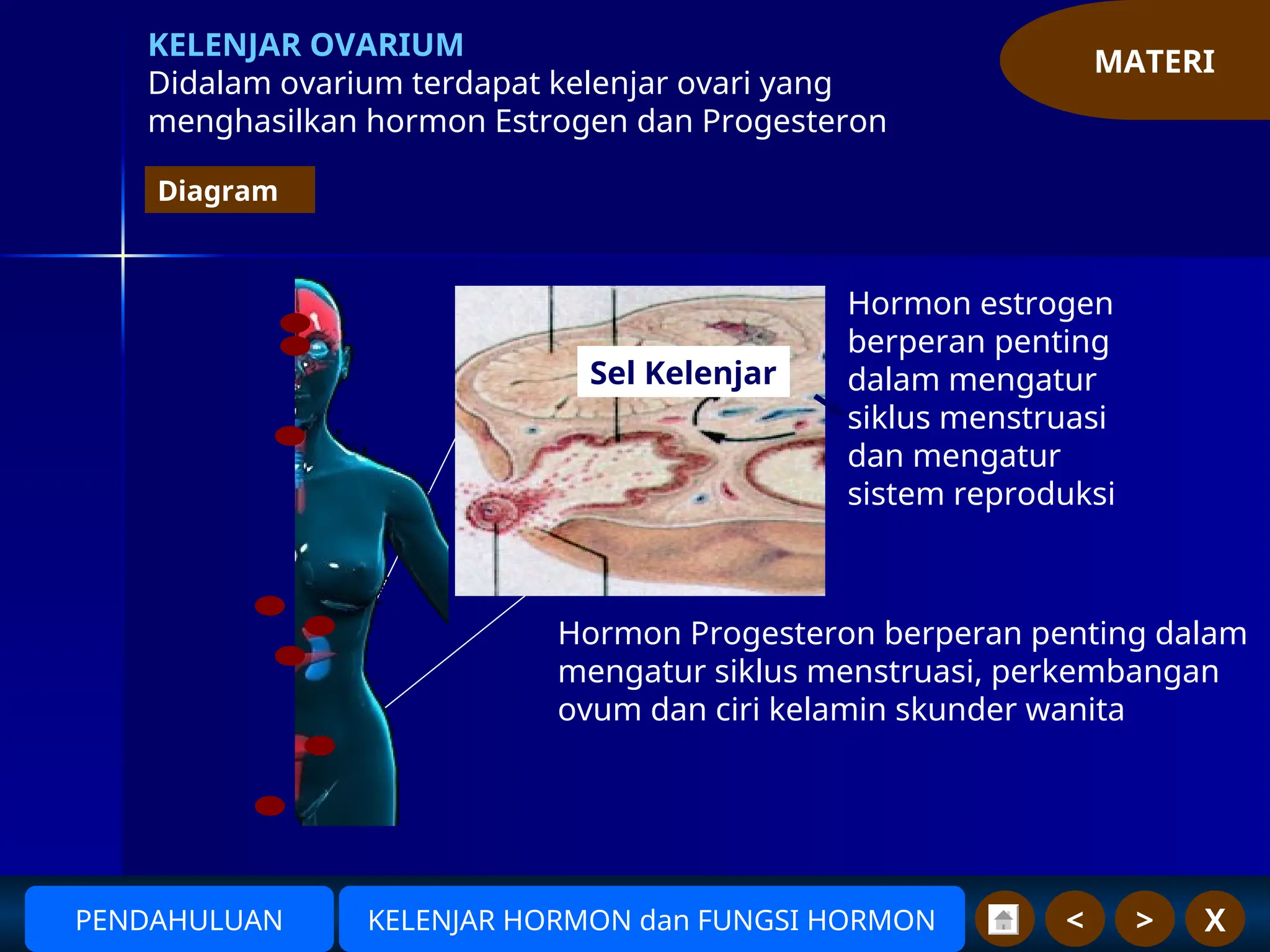 materi hormon kelas XI Sekolah Menengah Atas.ppt
