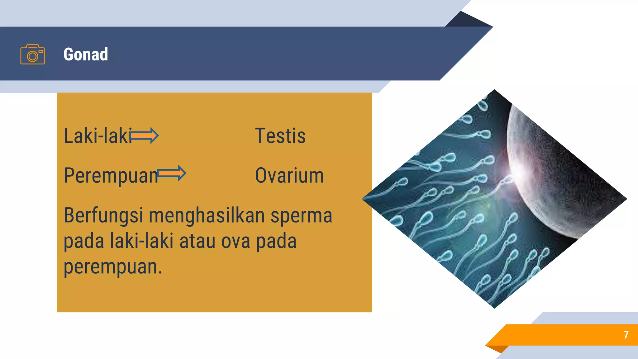 Hormon-Hormon dan Seks - .pptx