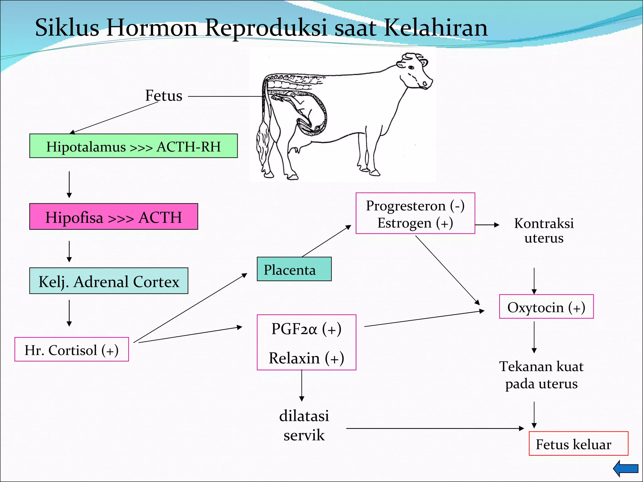 Hormon hormon reproduksi 2010 | PPT