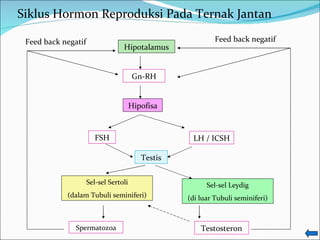 Hormon hormon reproduksi 2010 | PPT