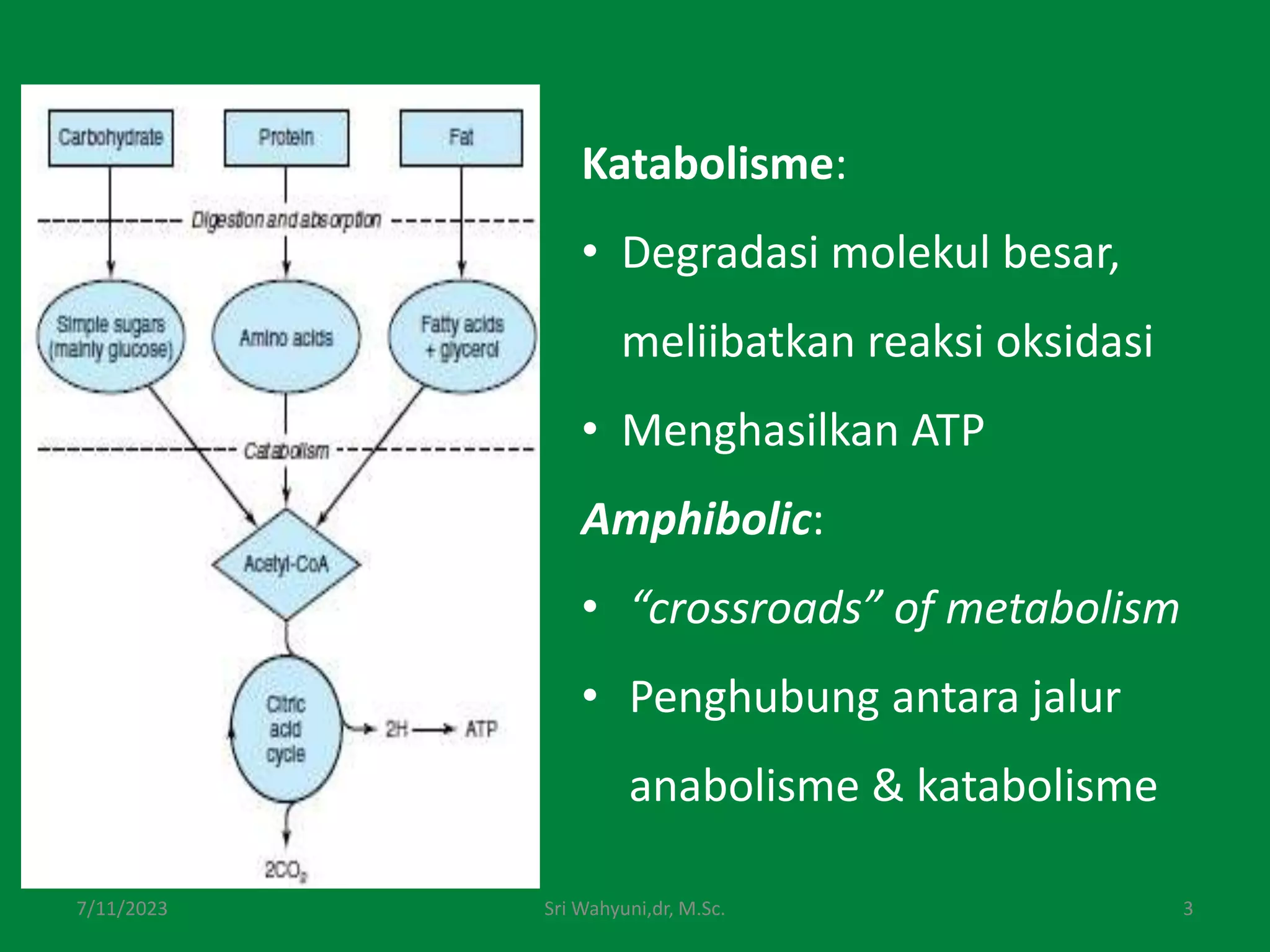Hormon-hormon Yang Berperan Dalam Metabolisme.pptx