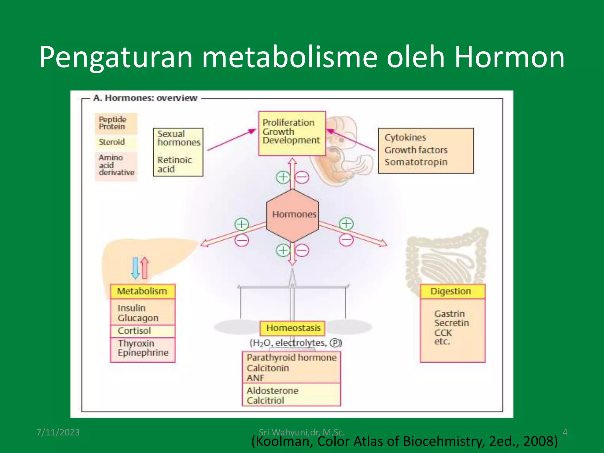 Hormon-hormon Yang Berperan Dalam Metabolisme.pptx