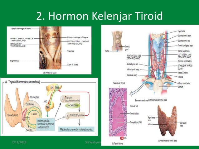 Hormon-hormon Yang Berperan Dalam Metabolisme.pptx