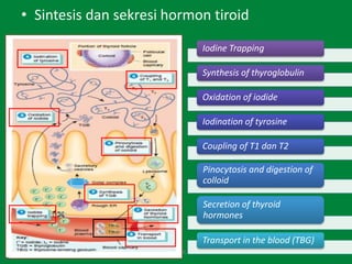 Hormon-hormon Yang Berperan Dalam Metabolisme.pptx