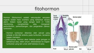 hormon (2).pptx tanaman fitohormon pada tumbuhan | PPTX