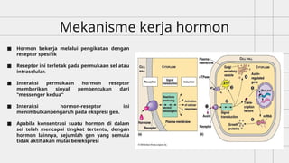 hormon (2).pptx tanaman fitohormon pada tumbuhan | PPTX