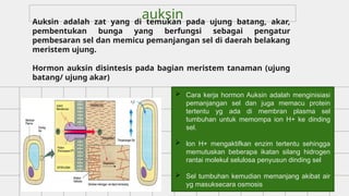 hormon (2).pptx tanaman fitohormon pada tumbuhan | PPTX