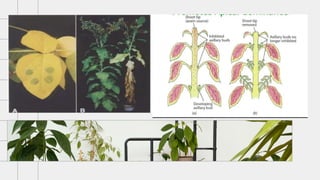 hormon (2).pptx tanaman fitohormon pada tumbuhan | PPTX