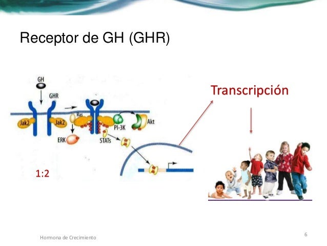 Hormona del crecimiento