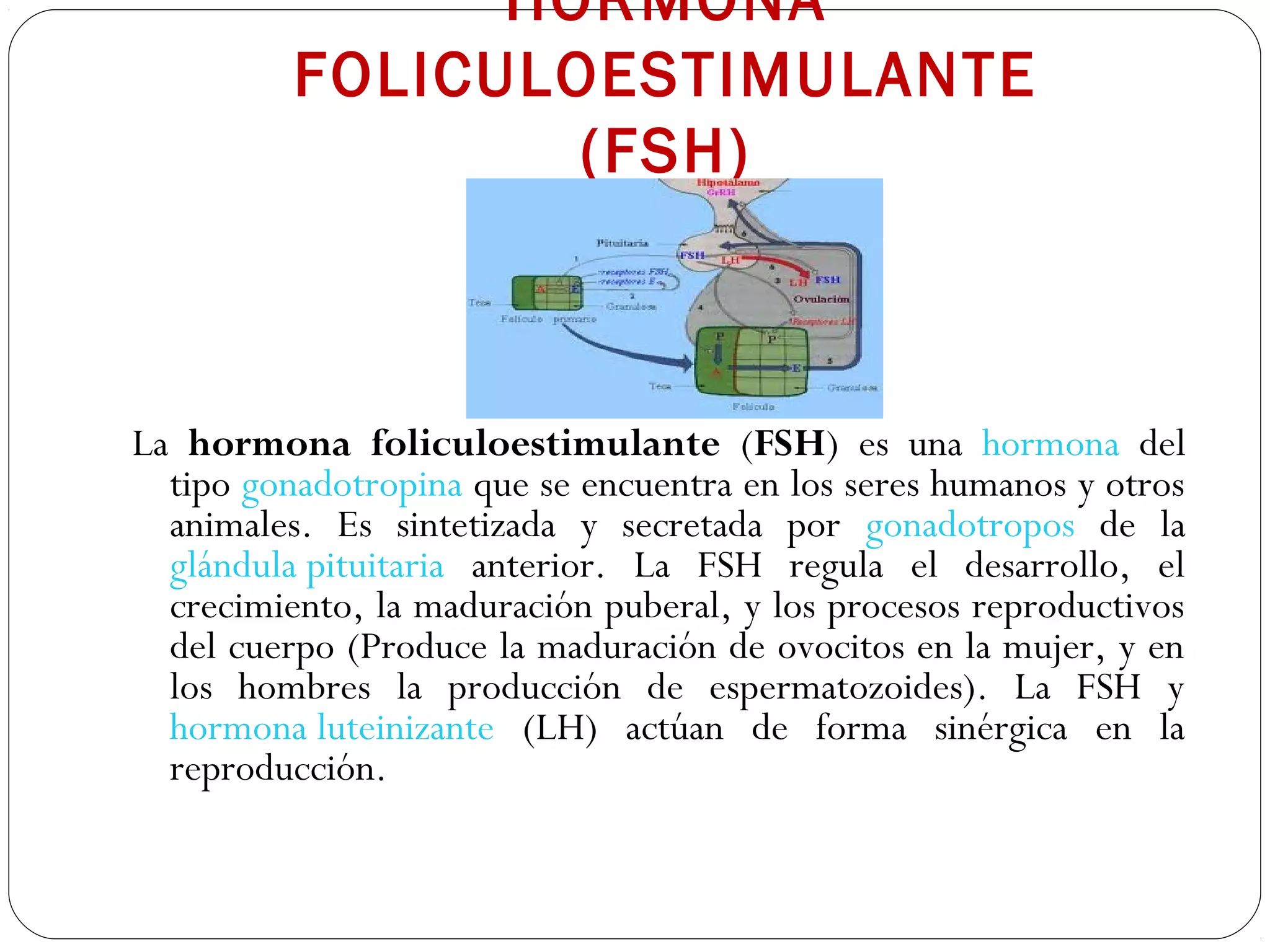 Hormona foliculoestimulante | PPT