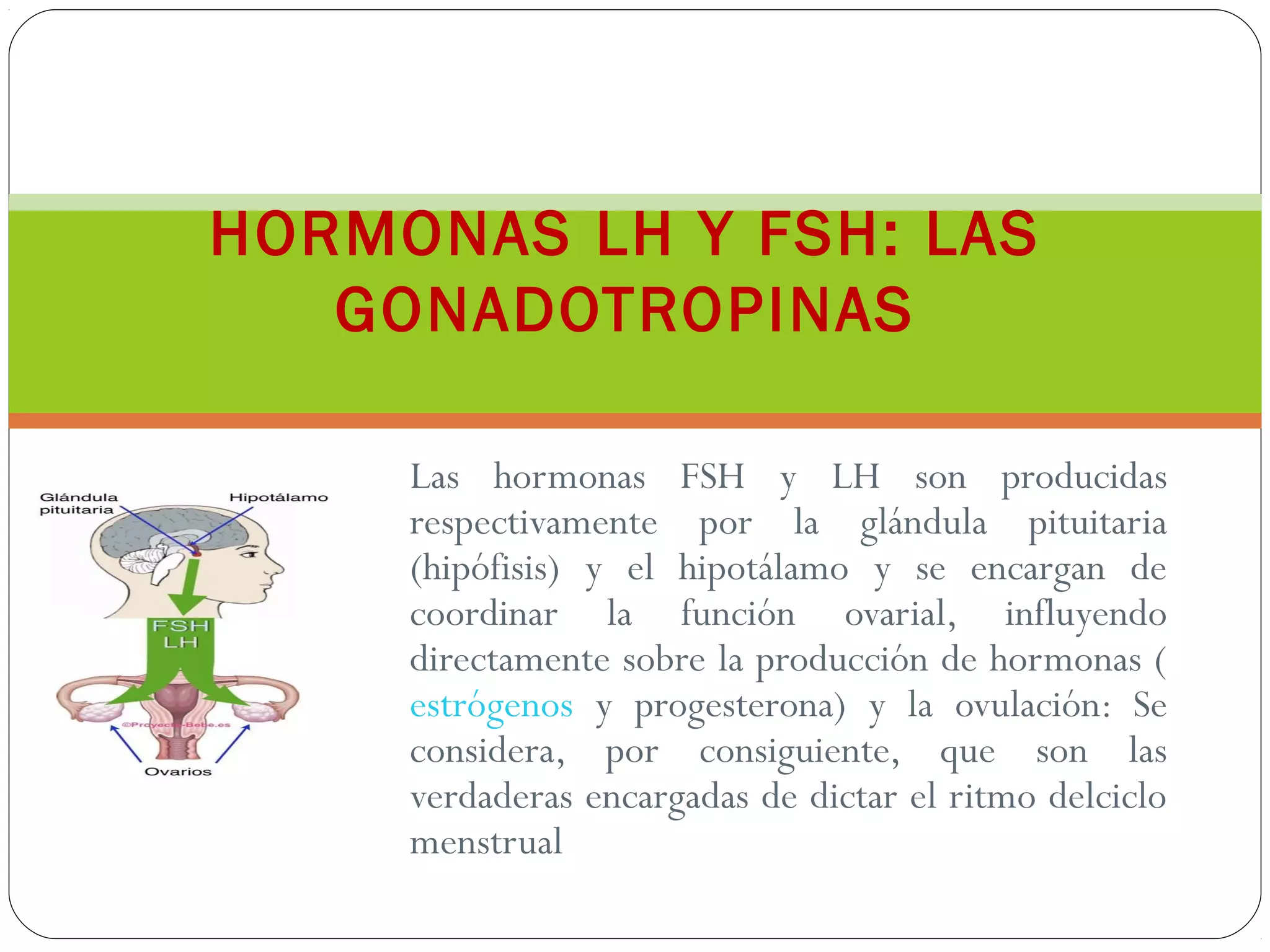 Hormona foliculoestimulante | PPT
