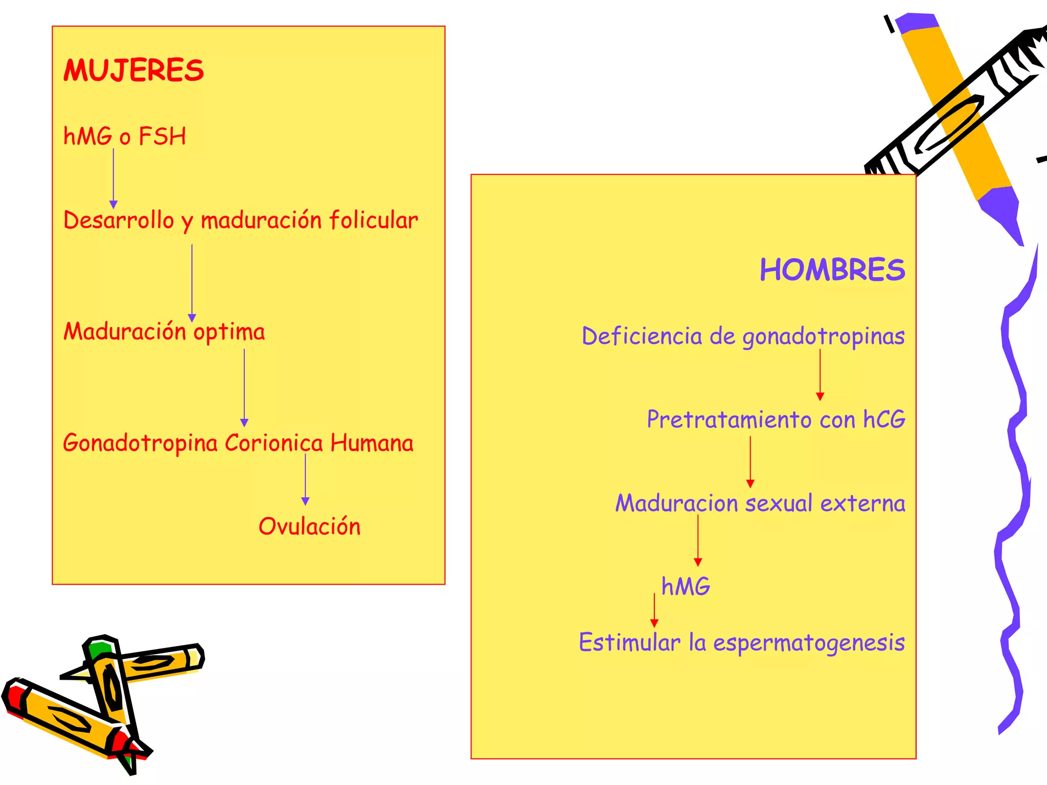 Hormona foliculo estimulante (fsh) | PPT