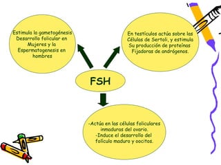 Hormona foliculo estimulante (fsh) | PPT