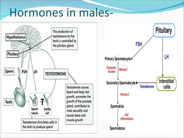 Hormonal Basis Of Reproduction Ppt