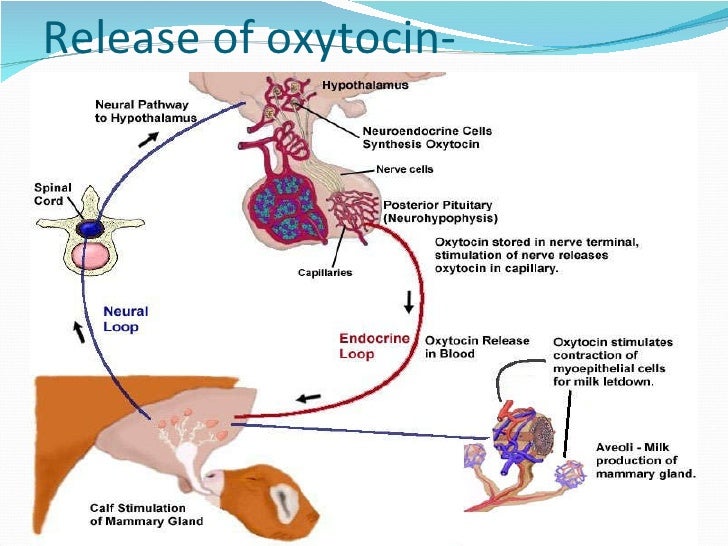 Hormonal basis of reproduction
