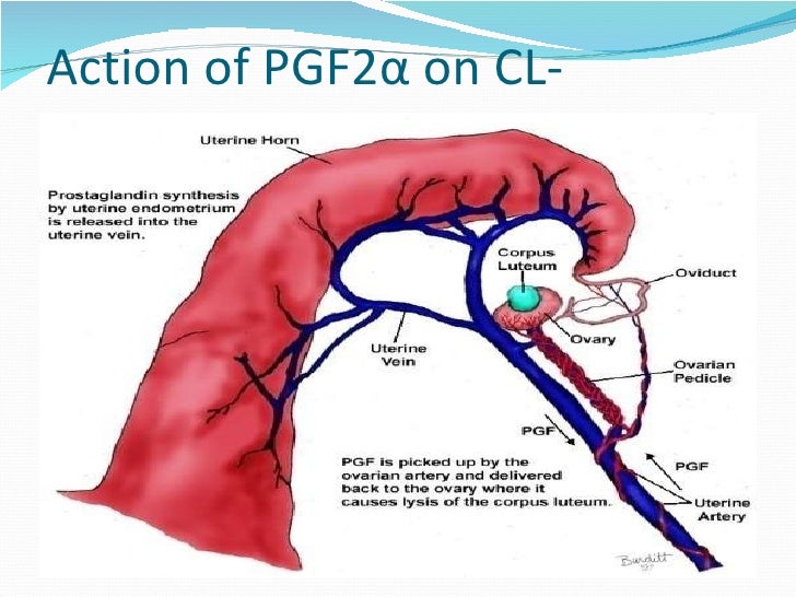 Hormonal basis of reproduction