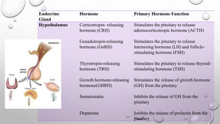 Hormonal cascade system involving hypothalamus | PPT