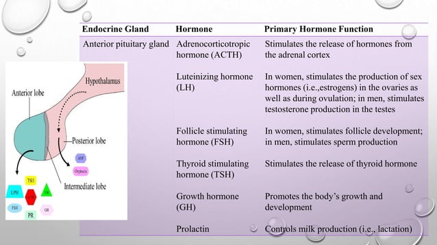 Hormonal cascade system involving hypothalamus | PPT