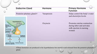 Hormonal cascade system involving hypothalamus | PPT