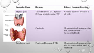 Hormonal cascade system involving hypothalamus | PPT