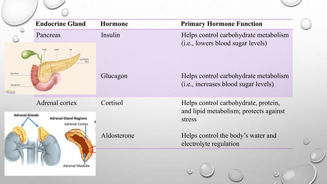 Hormonal cascade system involving hypothalamus | PPT