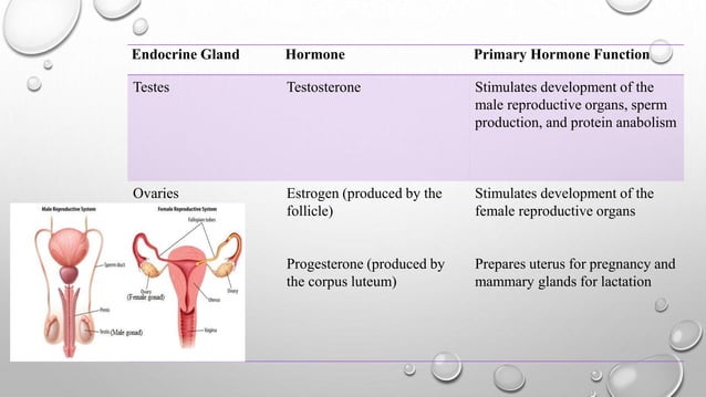 Hormonal cascade system involving hypothalamus | PPT
