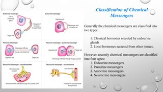 Hormonal cascade system involving hypothalamus | PPT