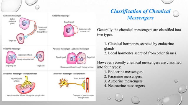 Hormonal cascade system involving hypothalamus | PPT