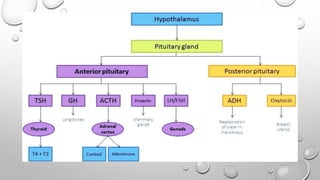 Hormonal cascade system involving hypothalamus | PPT