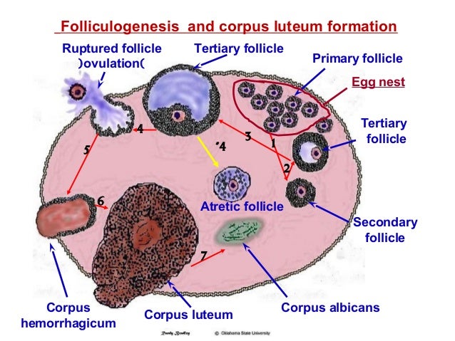 Hormonal causes of infertility