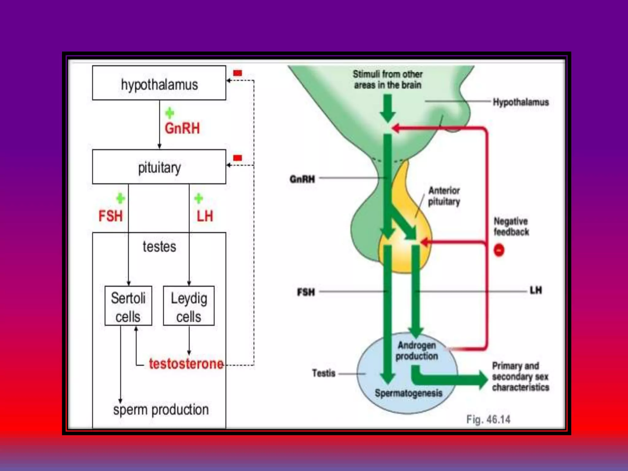 Hormonal control of reproduction in a mammal | PPT