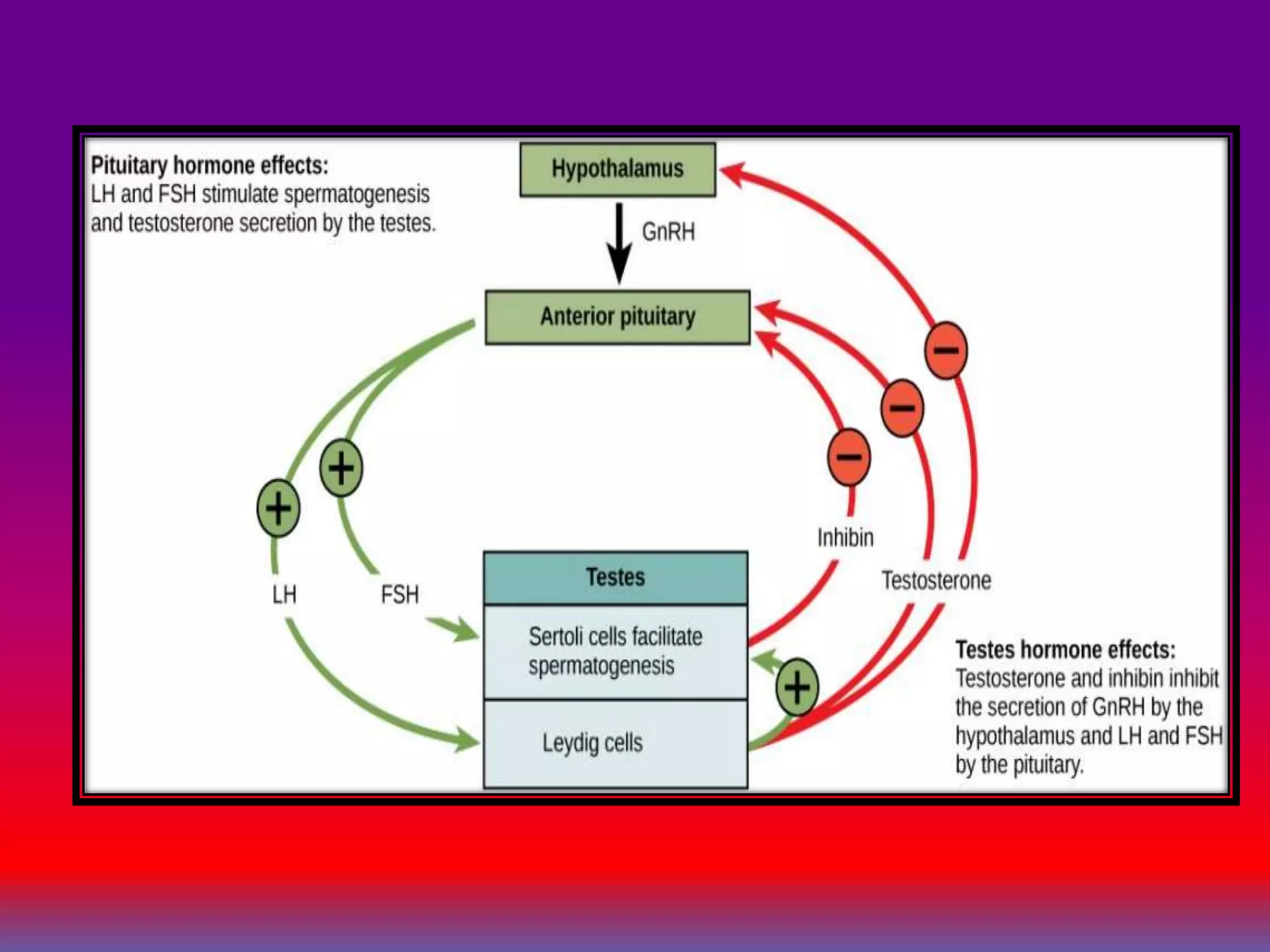 Hormonal Control Of Reproduction In A Mammal Ppt 0508