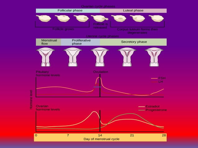 Hormonal Control Of Reproduction In A Mammal Ppt 8181