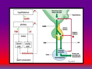 Hormonal control of reproduction in a mammal | PPTX