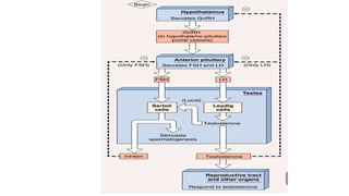 HORMONAL CONTROL IN MALE Reproductive Function | PPTX
