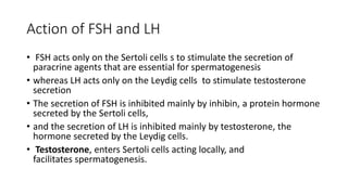 HORMONAL CONTROL IN MALE Reproductive Function | PPTX