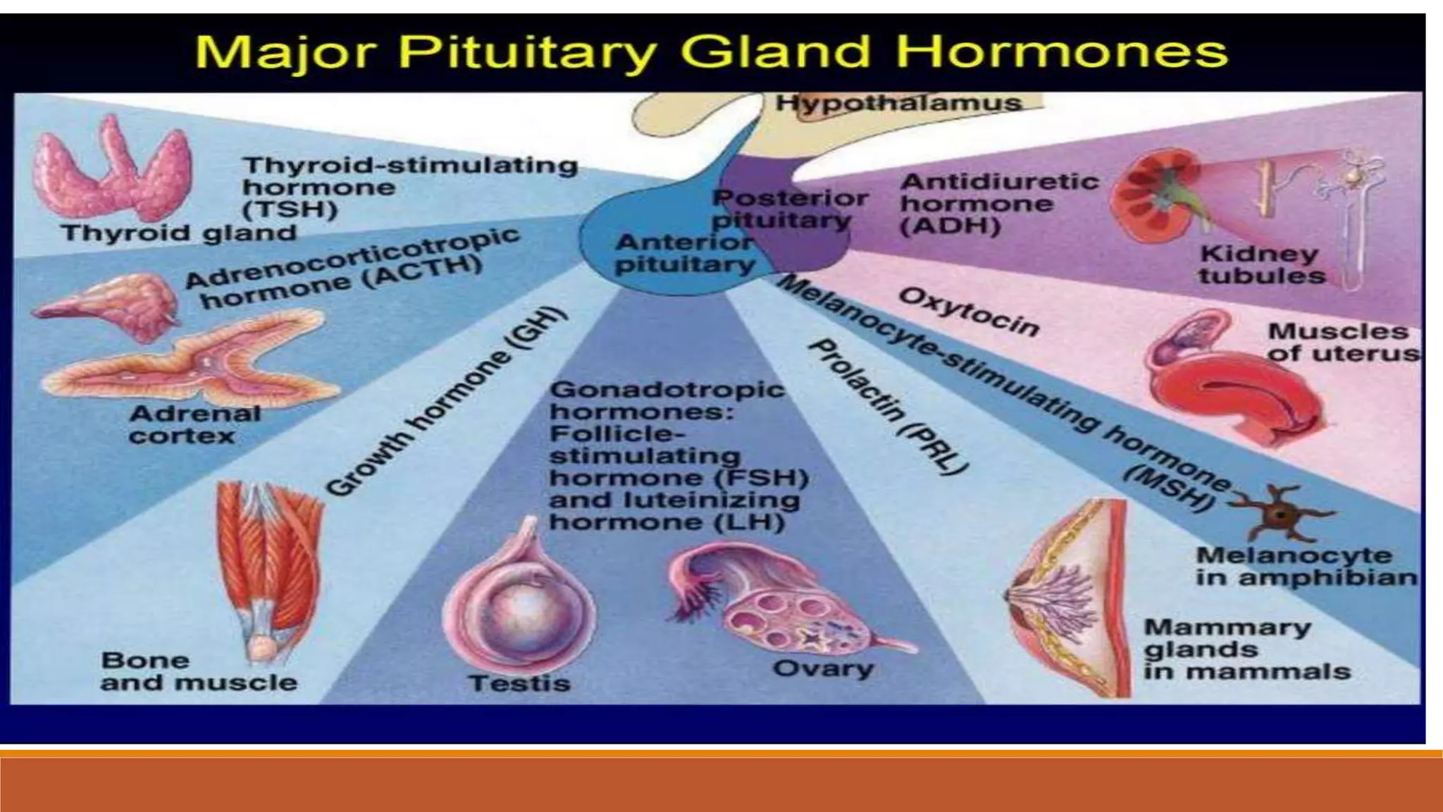 hormonal control of behaviour-2.pptx