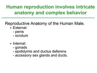 Hormonal_Control_of_Male_Reproductive_Sy.pptx