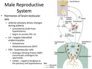 Hormonal_Control_of_Male_Reproductive_Sy.pptx