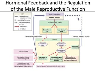 Hormonal_Control_of_Male_Reproductive_Sy.pptx