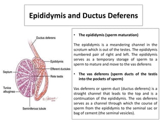 Hormonal_Control_of_Male_Reproductive_Sy.pptx